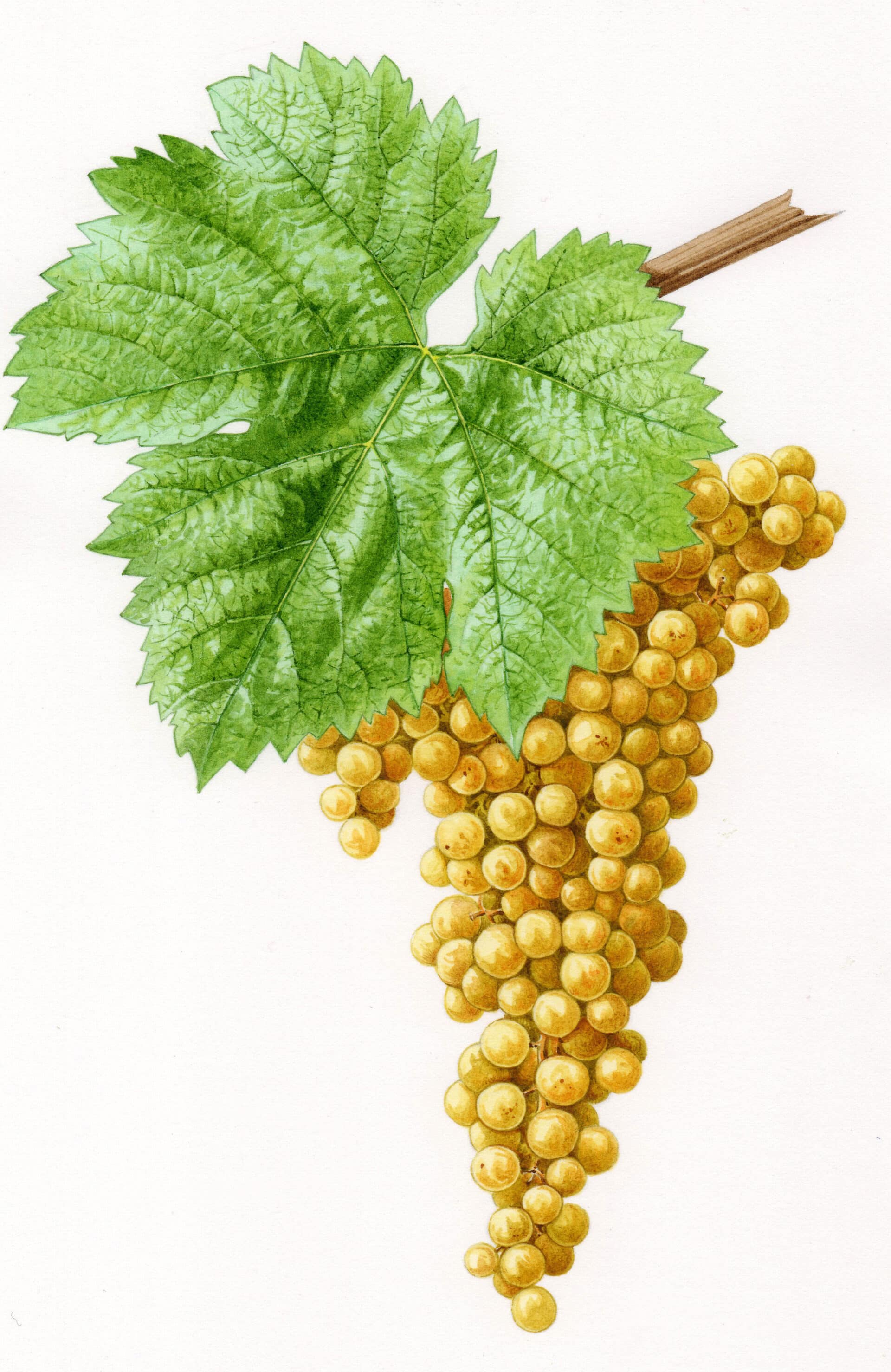 WHAT ARE THE DIFFERENCES BETWEEN BRANDY AND COGNAC ? - Maison Bache ...