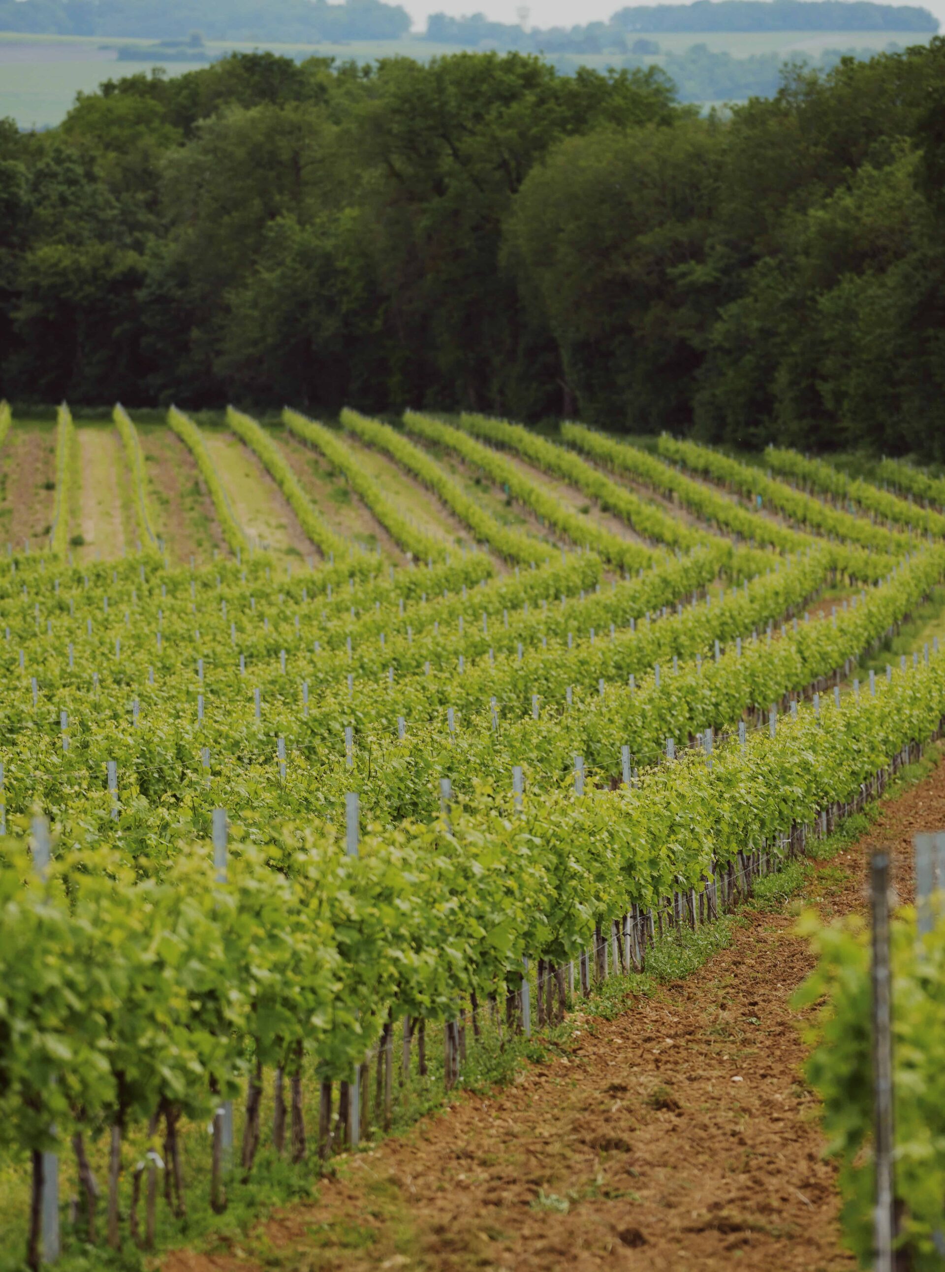 COMMITMENT - Cognac - Bache Gabrielsen